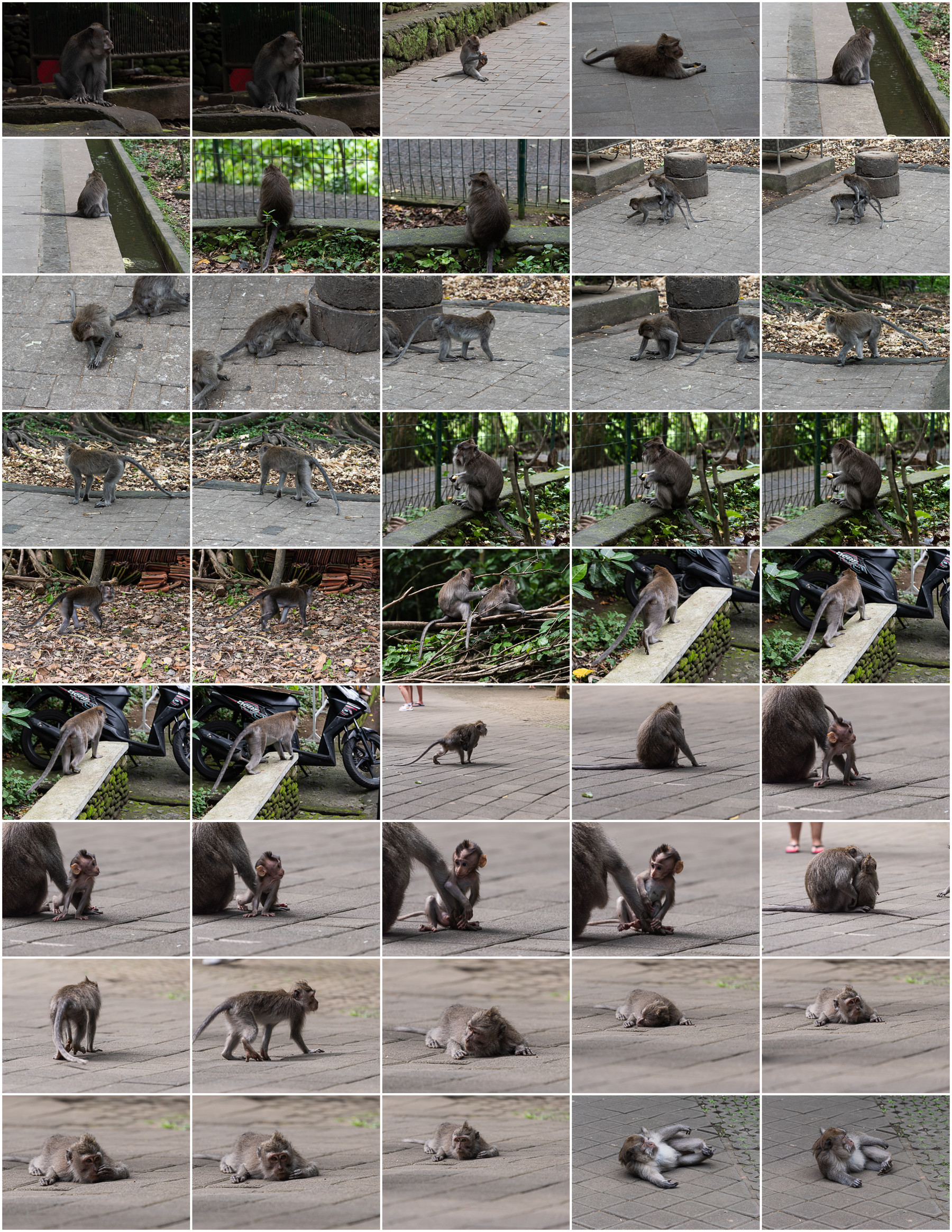 ArtStation - Creature Design Reference Pack - Monkeys | Resources