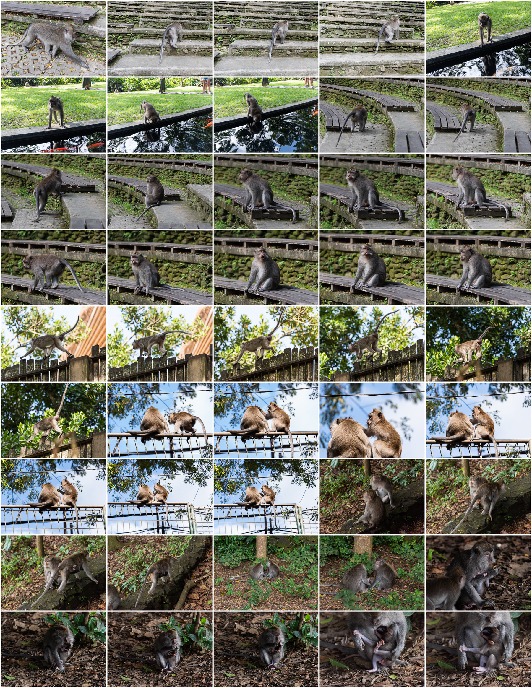 ArtStation - Creature Design Reference Pack - Monkeys | Resources