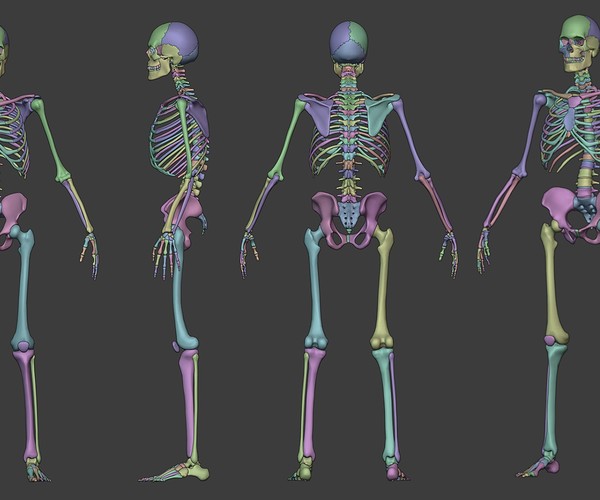 ArtStation - PBR Human male skeleton | Resources