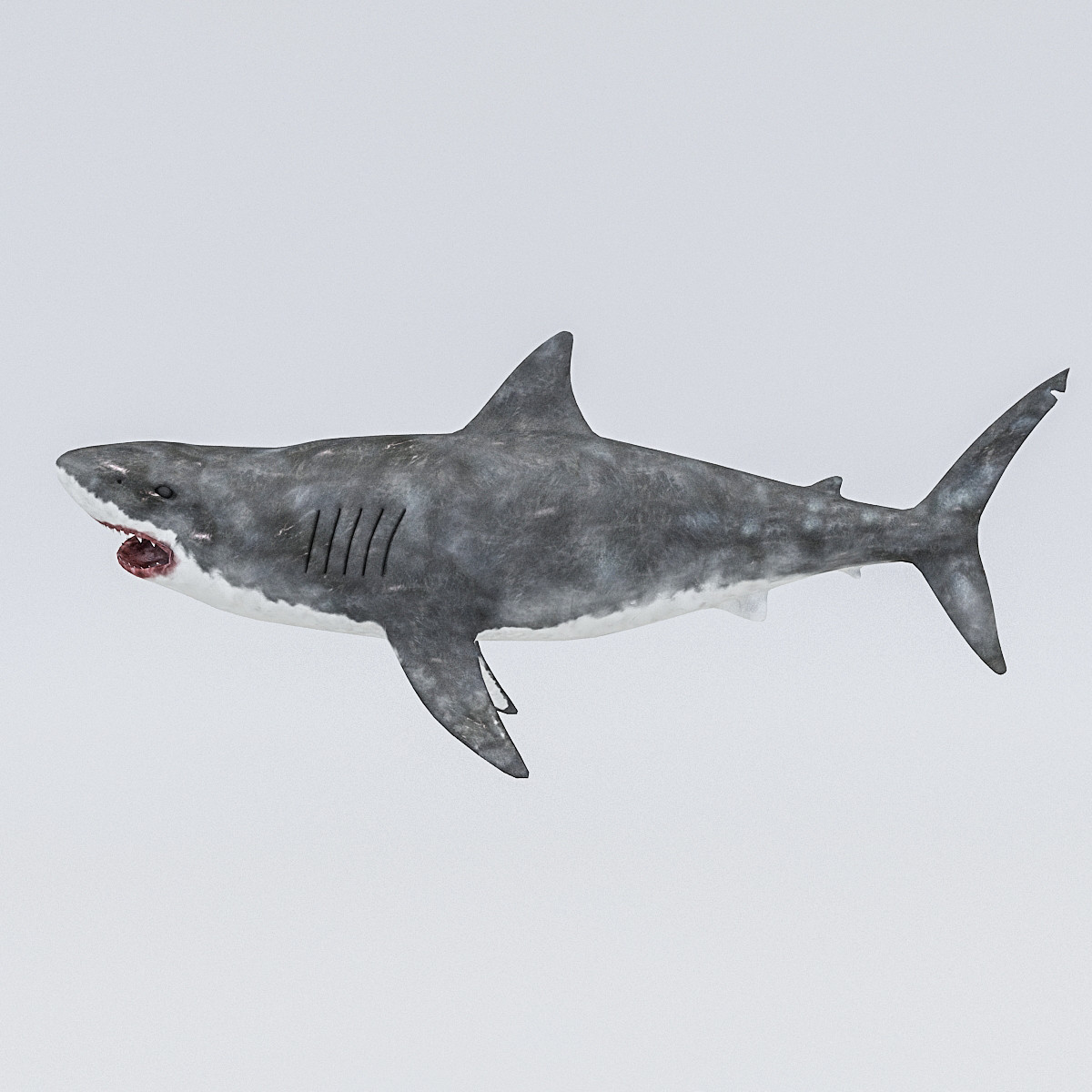 ArtStation - Rigged Shark Model | Game Assets