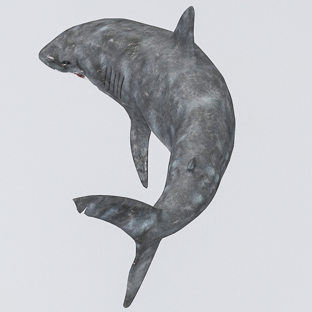 ArtStation - Rigged Shark Model | Game Assets