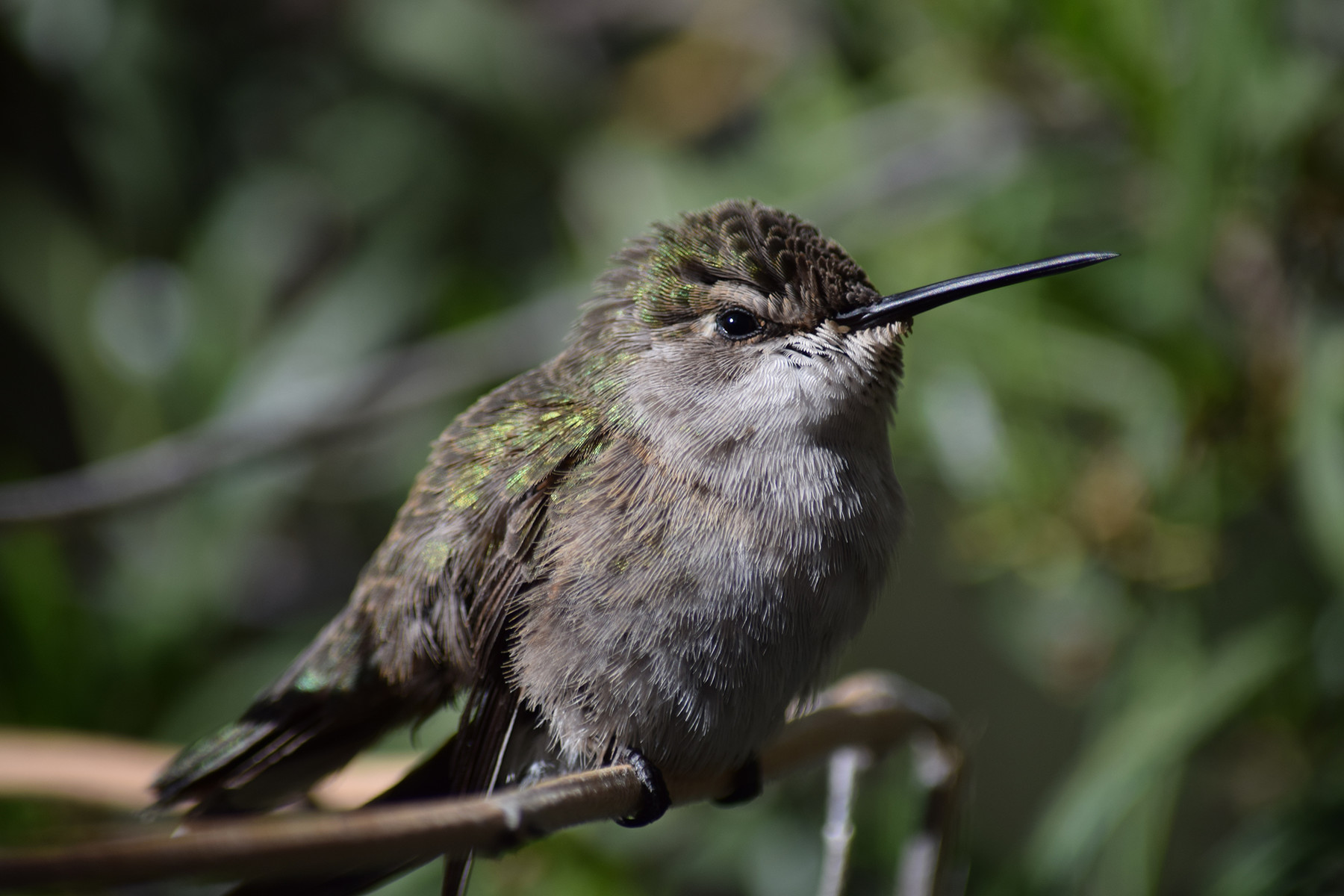 ArtStation - Reference: Birds Pack 350 | Resources