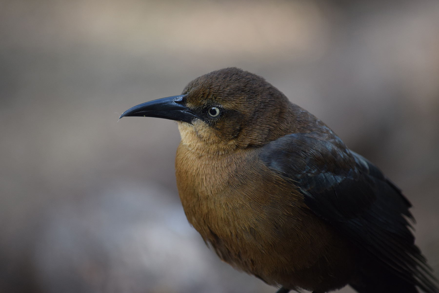 ArtStation - Reference: Birds Pack 350 | Resources