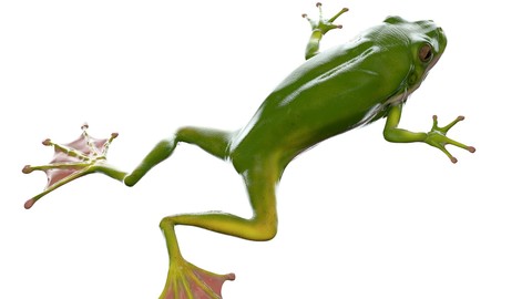 ArtStation - Frog | Game Assets