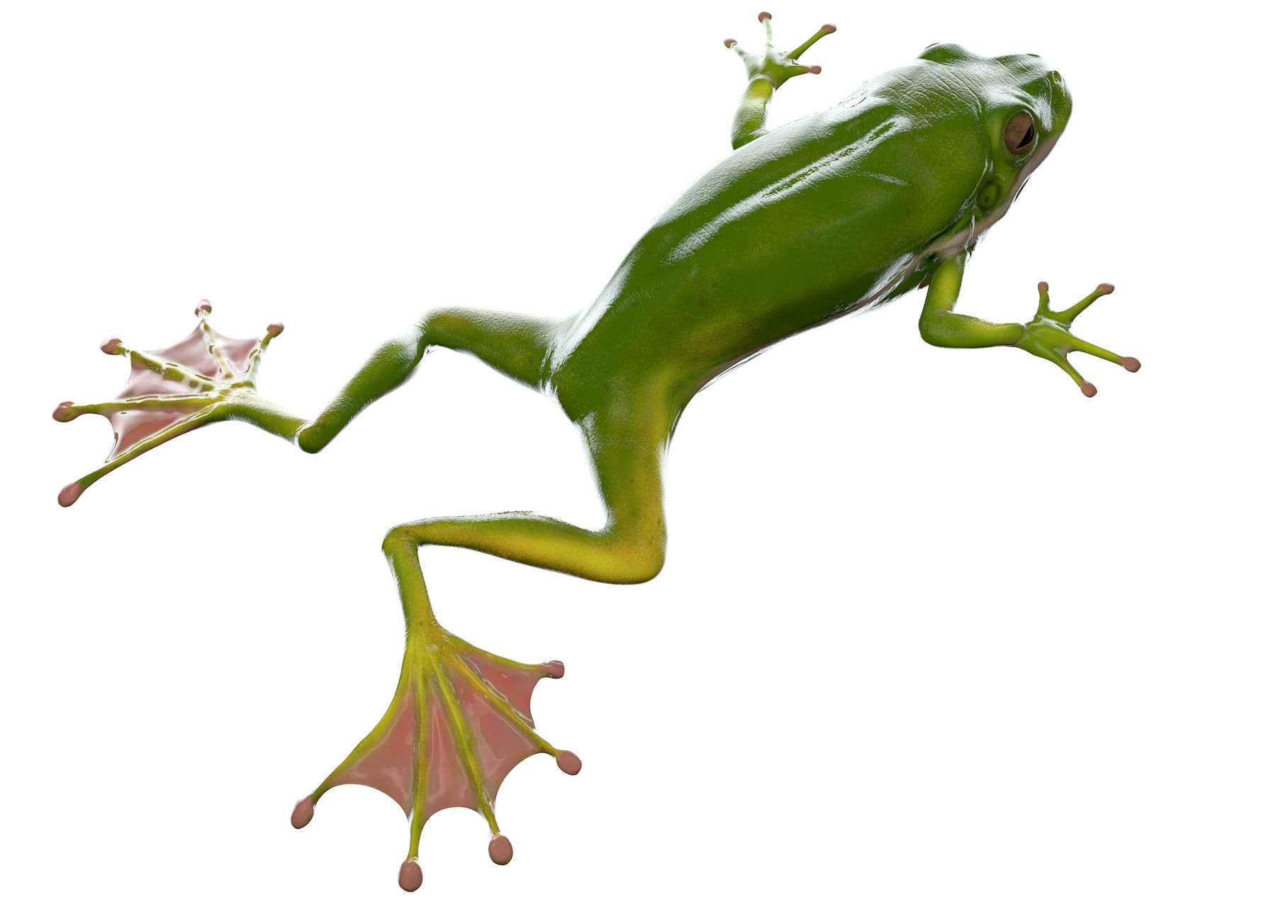 ArtStation - Frog | Game Assets