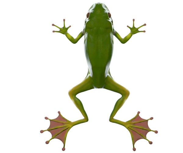 ArtStation - Frog | Game Assets