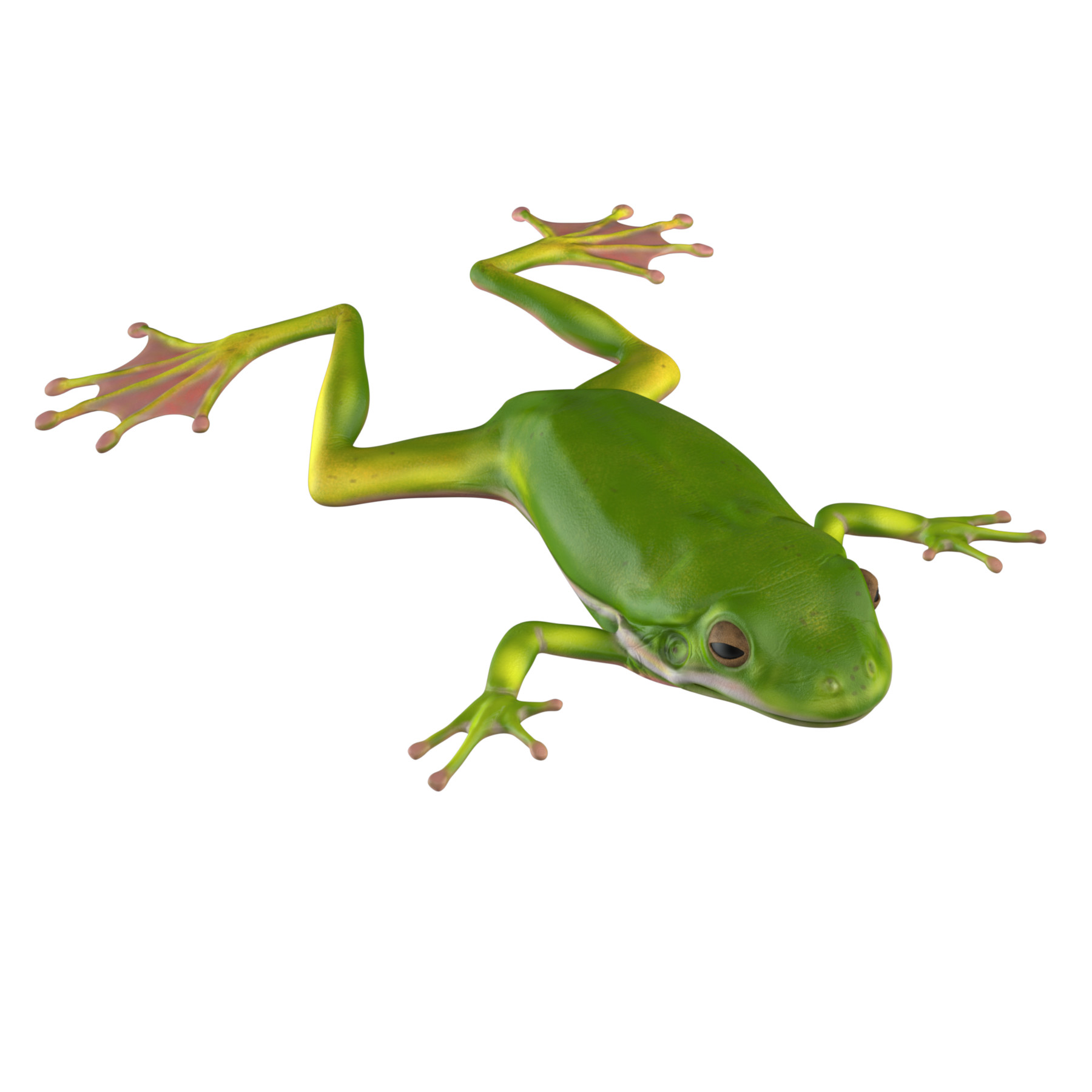 ArtStation - Frog | Game Assets