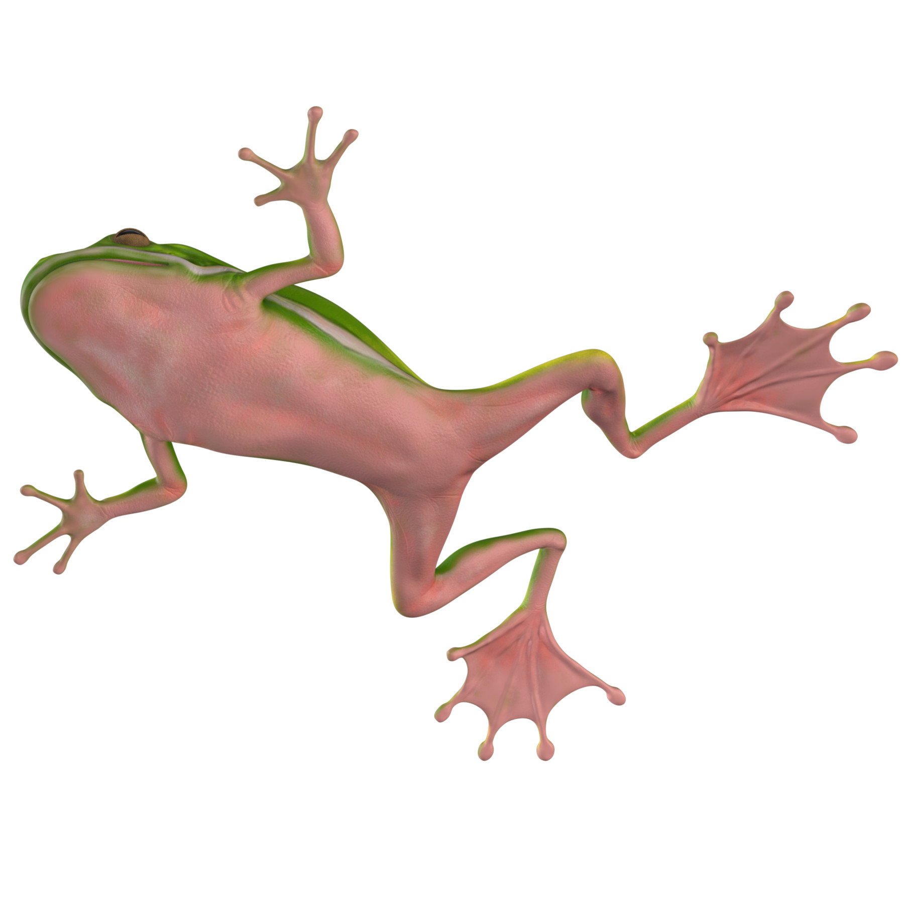 ArtStation - Frog | Game Assets