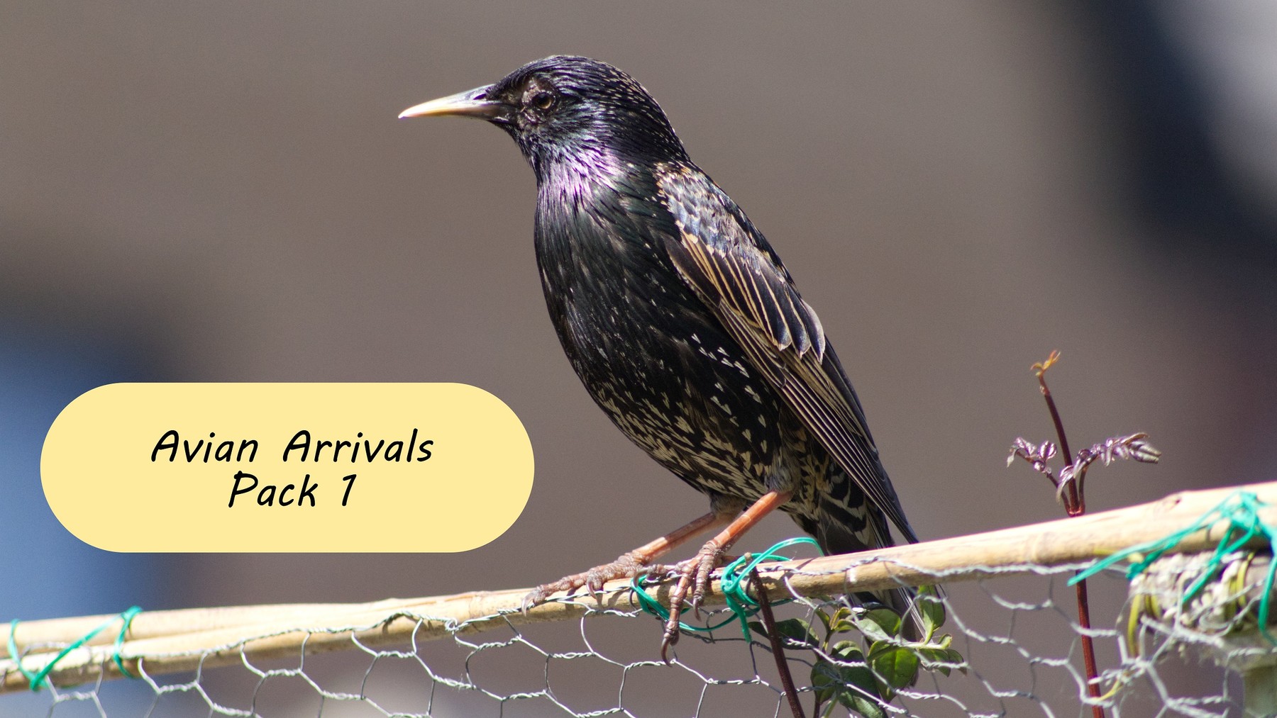 ArtStation - Avian arrivals - pack 1 | Resources