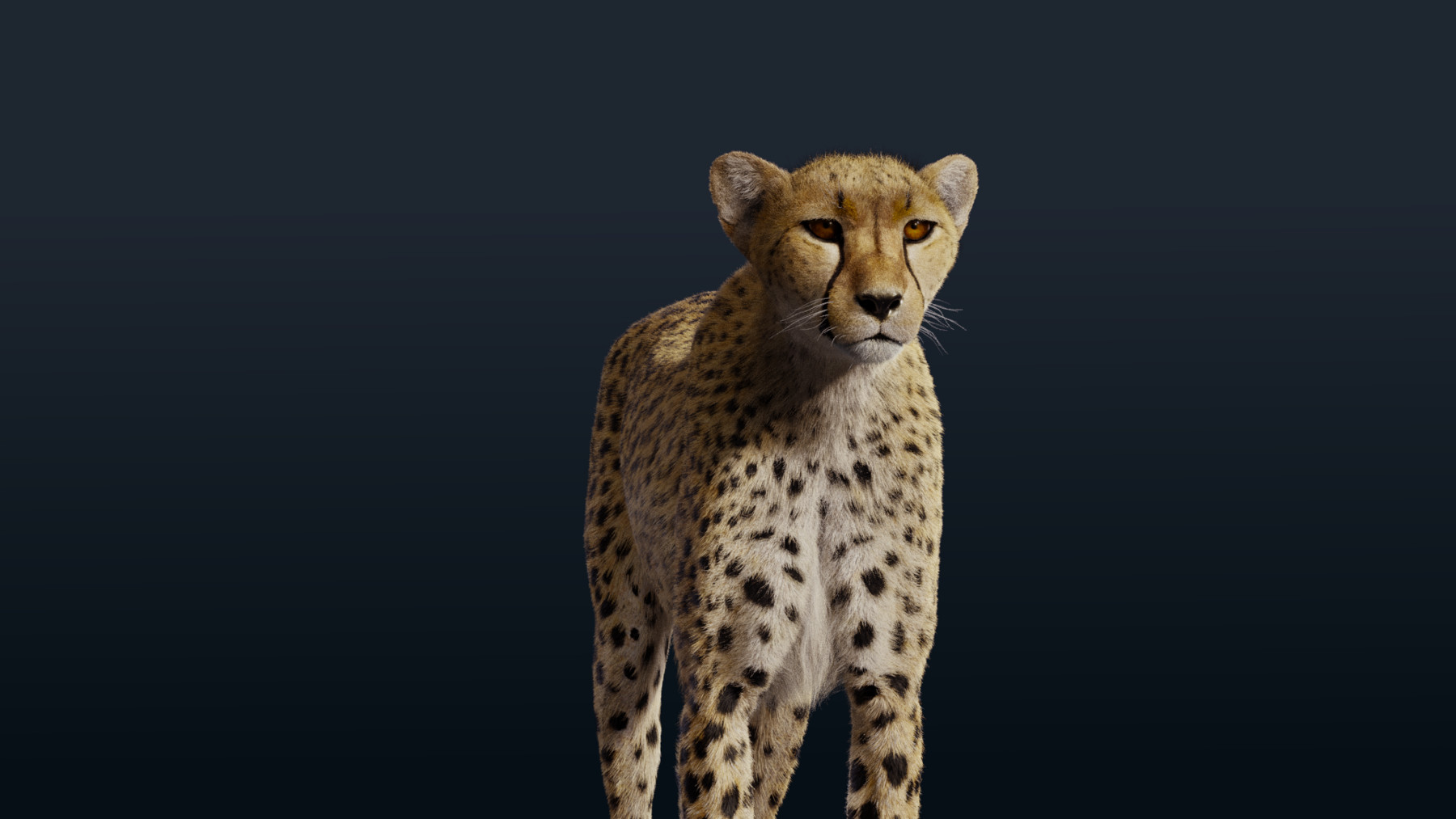 VFX models - 3D Animal | Cheetah Animated