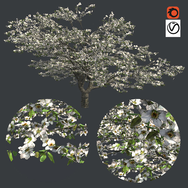 ArtStation - Tree Collection Vol 001 (30 Trees) | Resources