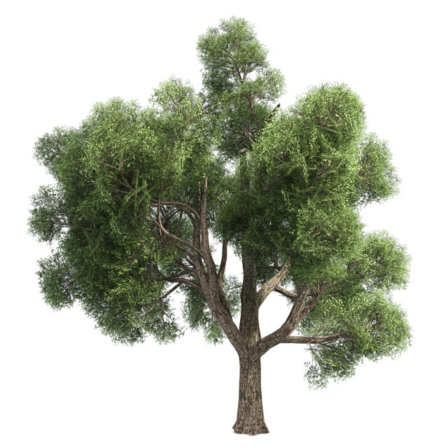 ArtStation - Tree Collection Vol 001 (30 Trees) | Resources