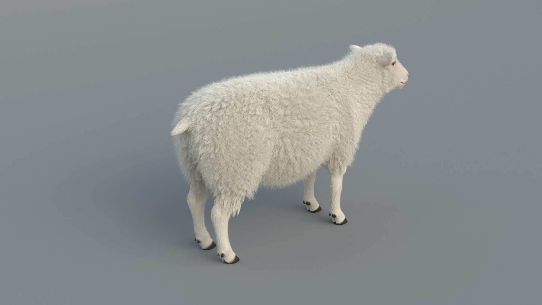 ArtStation - 3D Animal | Sheep | Resources