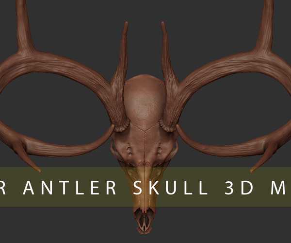 ArtStation - DEER ANTLER SKULL 3D MODEL | Resources