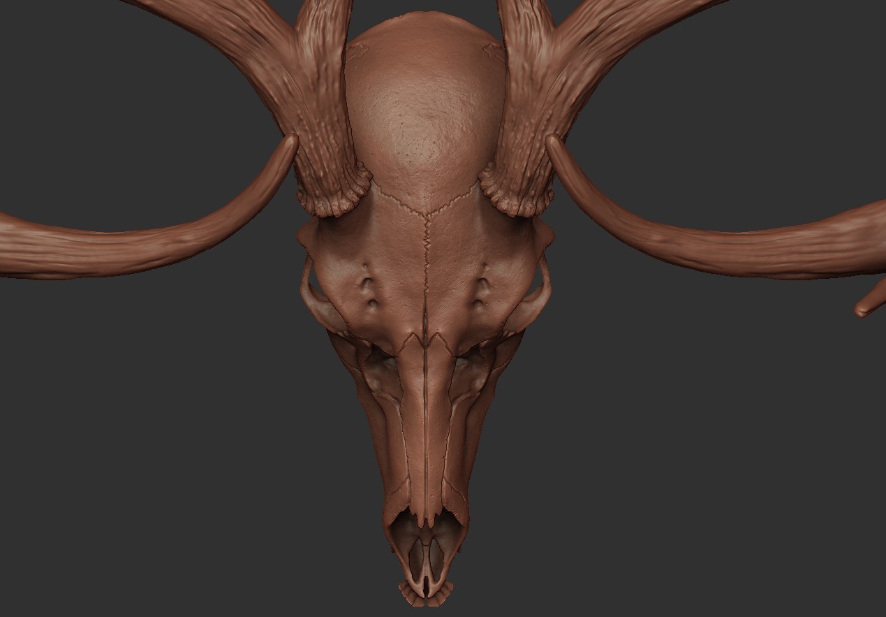 ArtStation - DEER ANTLER SKULL 3D MODEL | Resources
