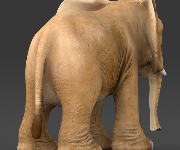 ArtStation - 3D Baby Elephant | Resources