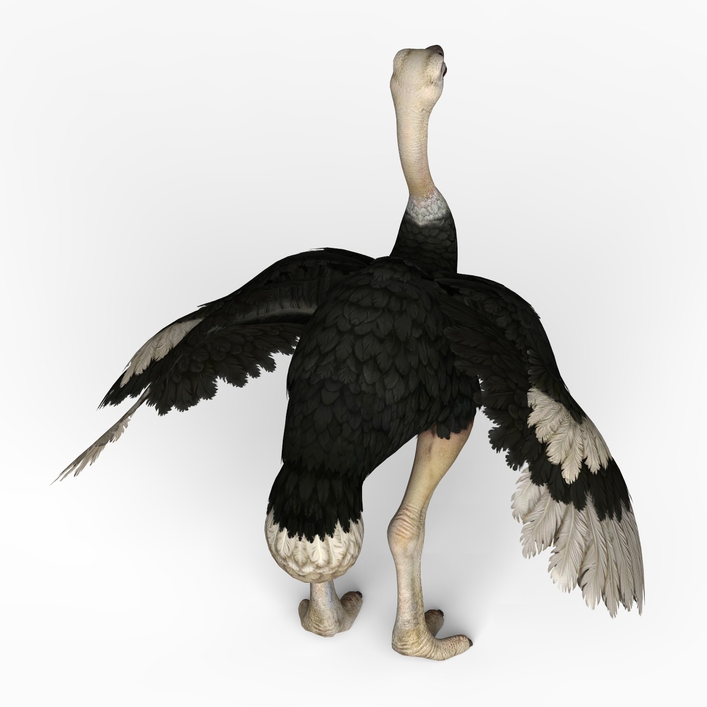 ArtStation - Ostrich 3D Model | Resources