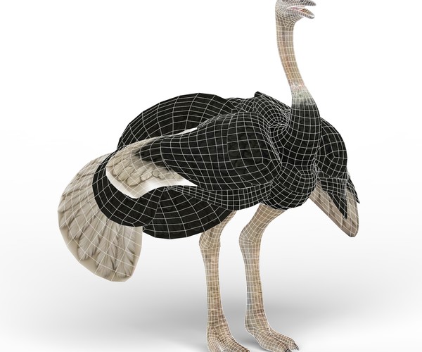 ArtStation - Ostrich 3D Model | Resources