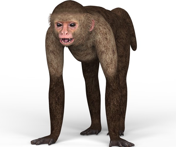ArtStation - Capuchin Monkey 3D Model | Resources
