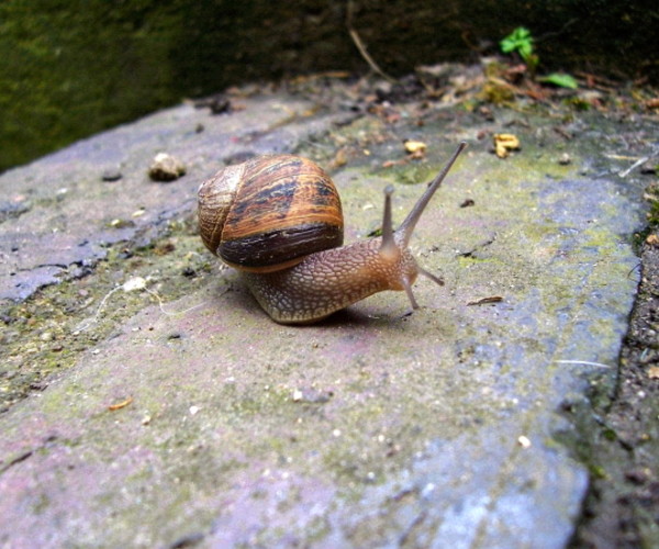 ArtStation - Mini beasts - photo reference pack 1 | Resources