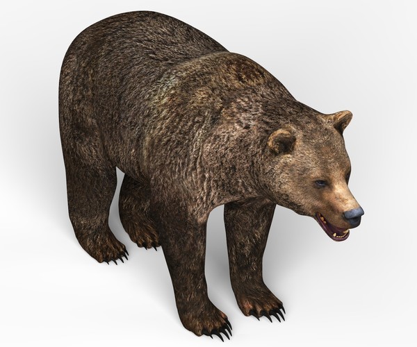 ArtStation - Wild Bear 3D Model | Resources