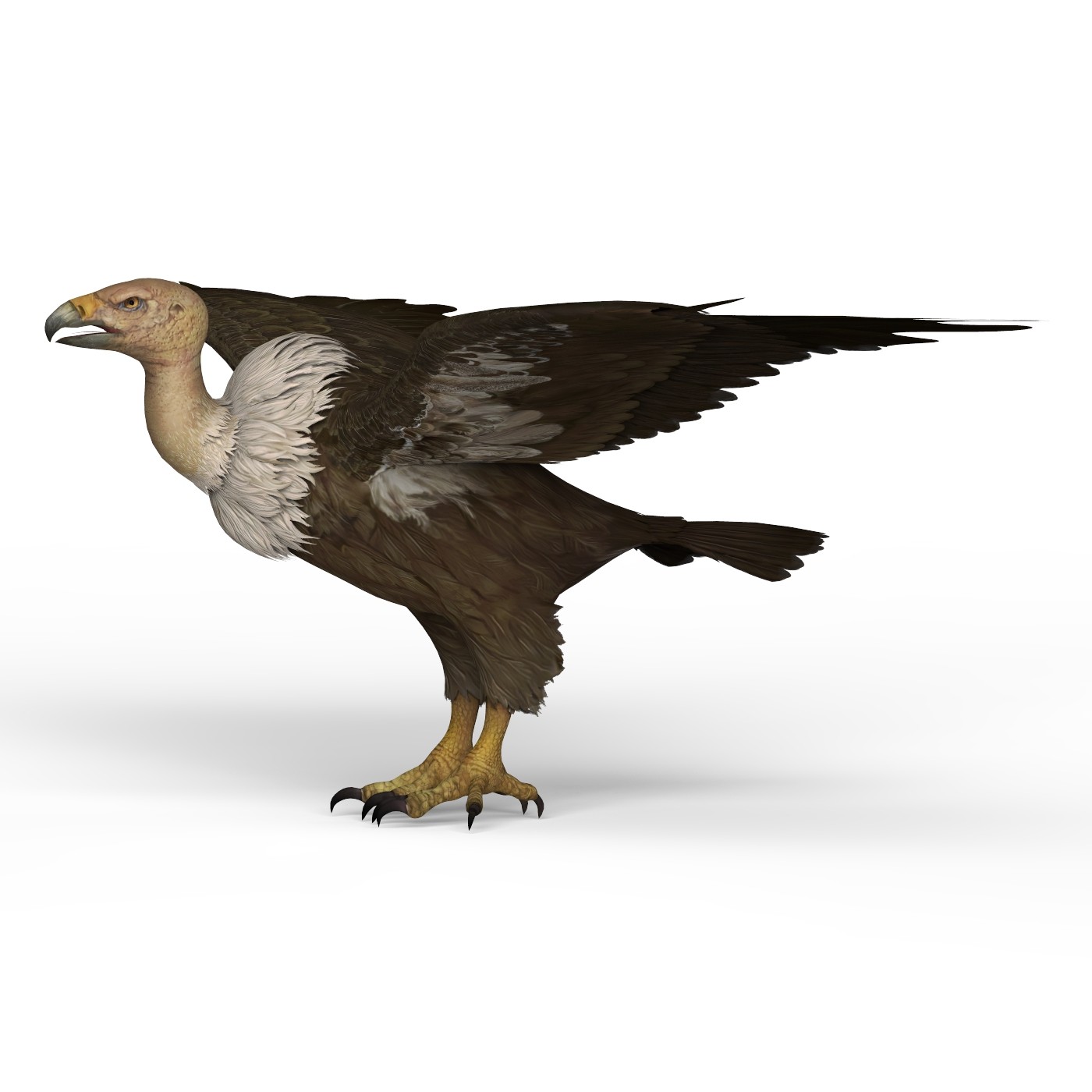 ArtStation - Vulture 3D Model | Resources