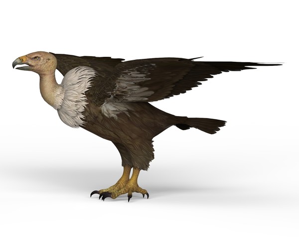 ArtStation - Vulture 3D Model | Resources