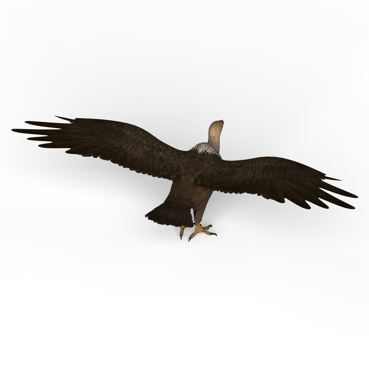 ArtStation - Vulture 3D Model | Resources