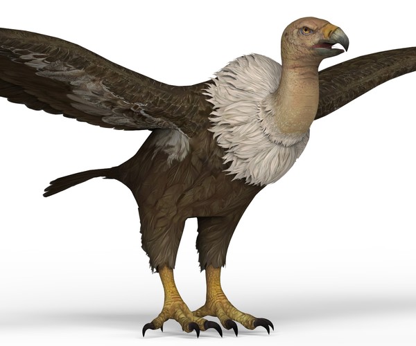 ArtStation - Vulture 3D Model | Resources