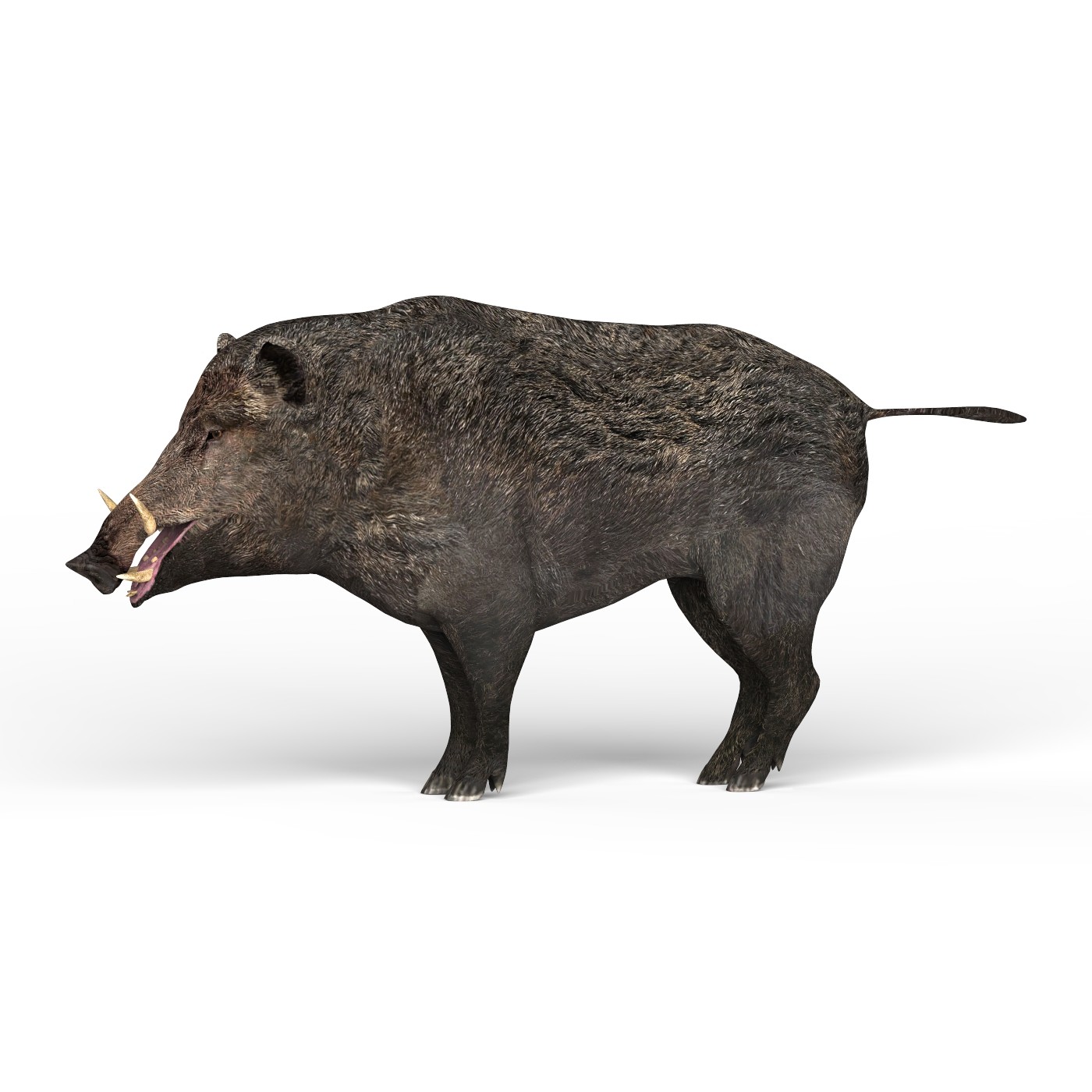 ArtStation - Wild Boar 3D Model | Resources