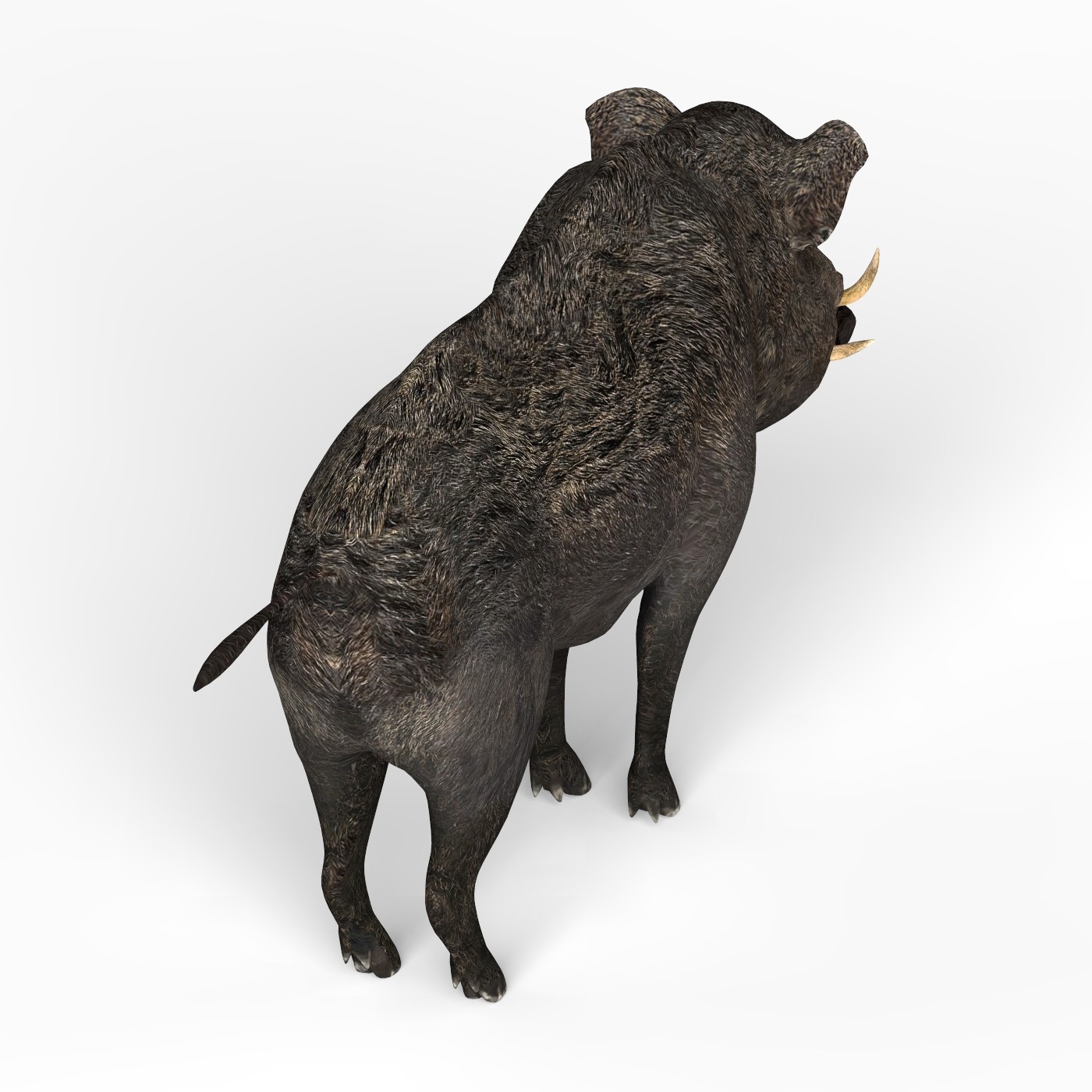 Ravi Patel - Wild Boar 3D Model