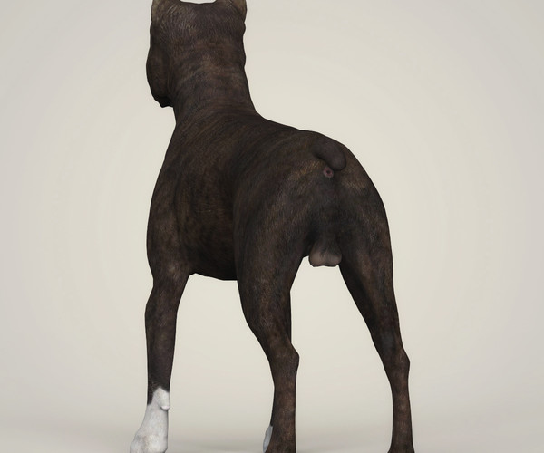 ArtStation - Realistic 3D Dog Collection | Resources