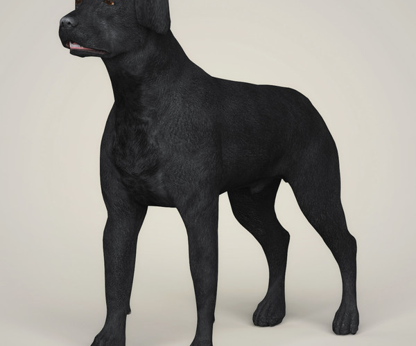 ArtStation - Realistic 3D Dog Collection | Resources