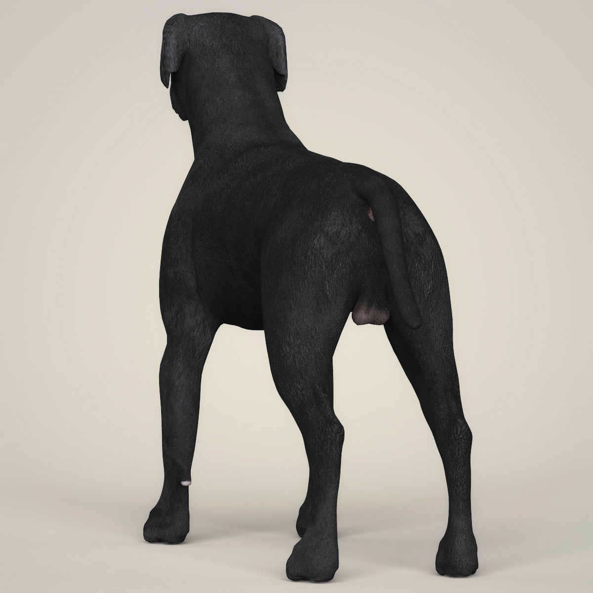 ArtStation - Realistic 3D Dog Collection | Resources