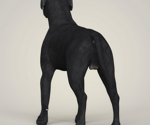 ArtStation - Realistic 3D Dog Collection | Resources