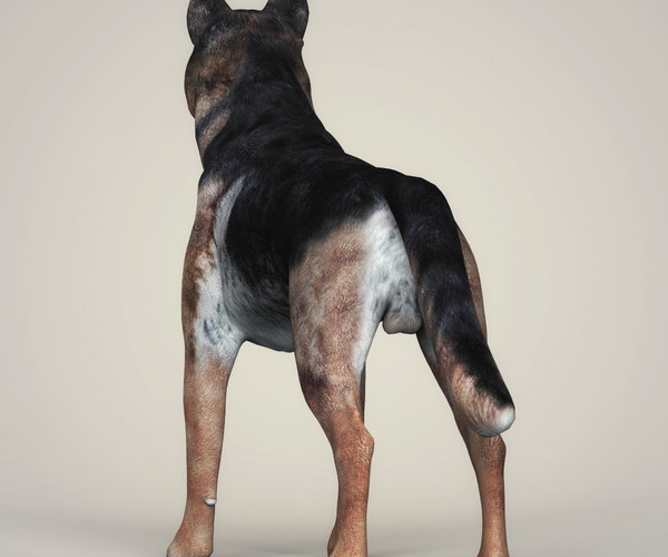 ArtStation - Realistic 3D Dog Collection | Resources