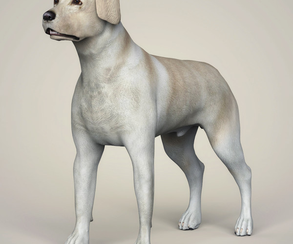 ArtStation - Realistic 3D Dog Collection | Resources