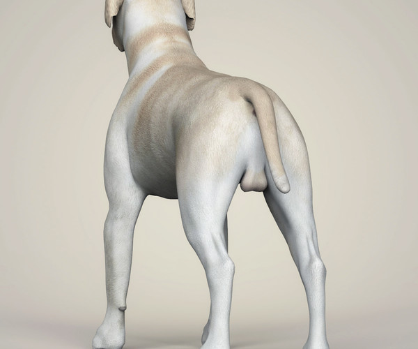 ArtStation - Realistic 3D Dog Collection | Resources