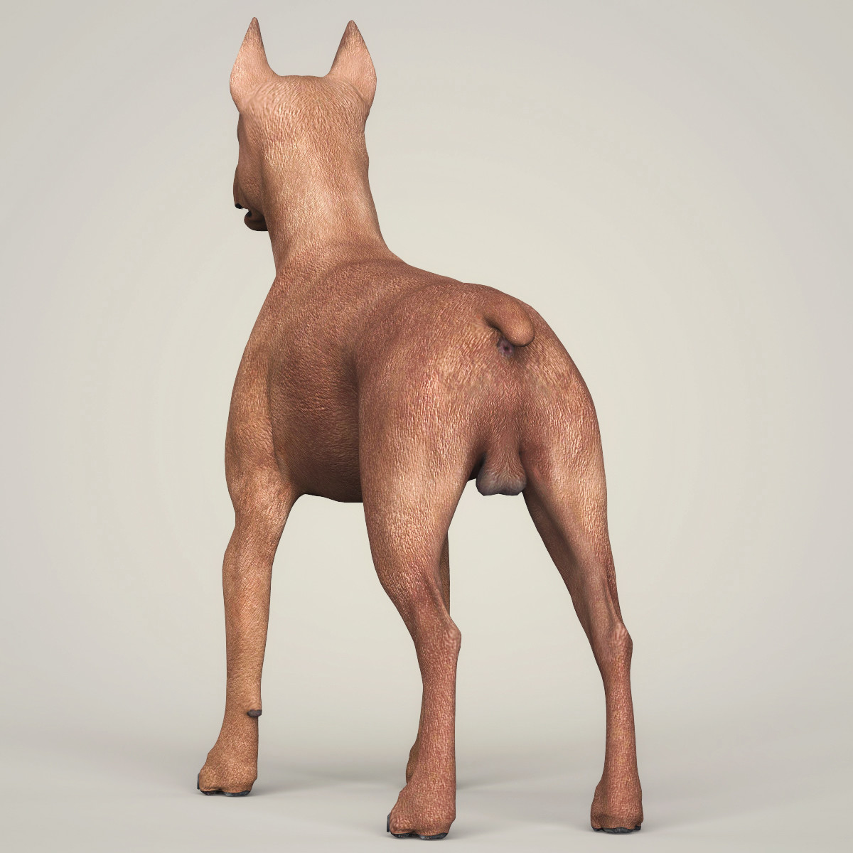 ArtStation - Realistic 3D Dog Collection | Resources