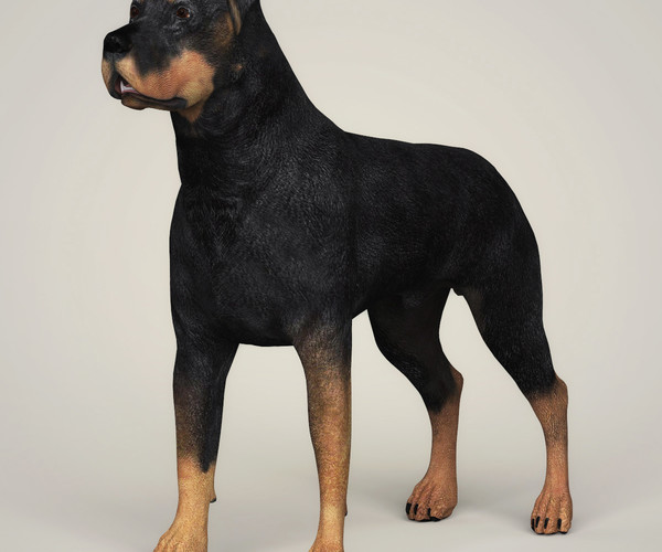 ArtStation - Realistic 3D Dog Collection | Resources