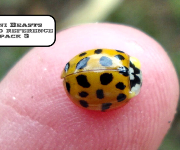 ArtStation - Mini Beast - Photo reference pack 3 | Resources
