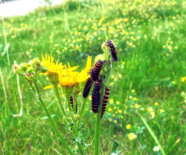 ArtStation - Mini Beast - Photo reference pack 3 | Resources