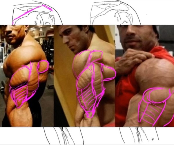 ArtStation - Bicep/Tricep Anatomy for Sculptors | Tutorials