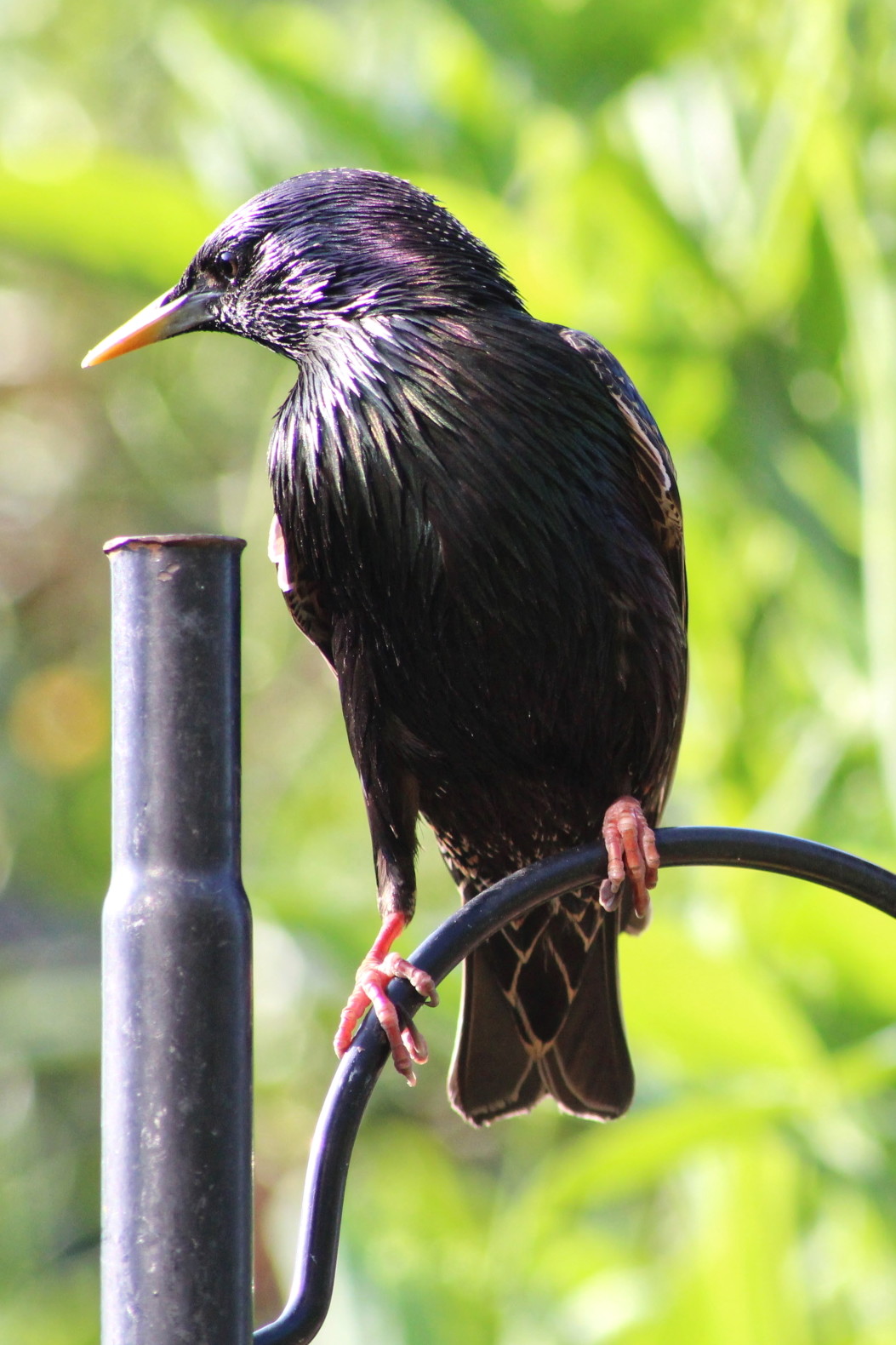 ArtStation - Avian Arrivals - Photo reference pack 2 | Resources