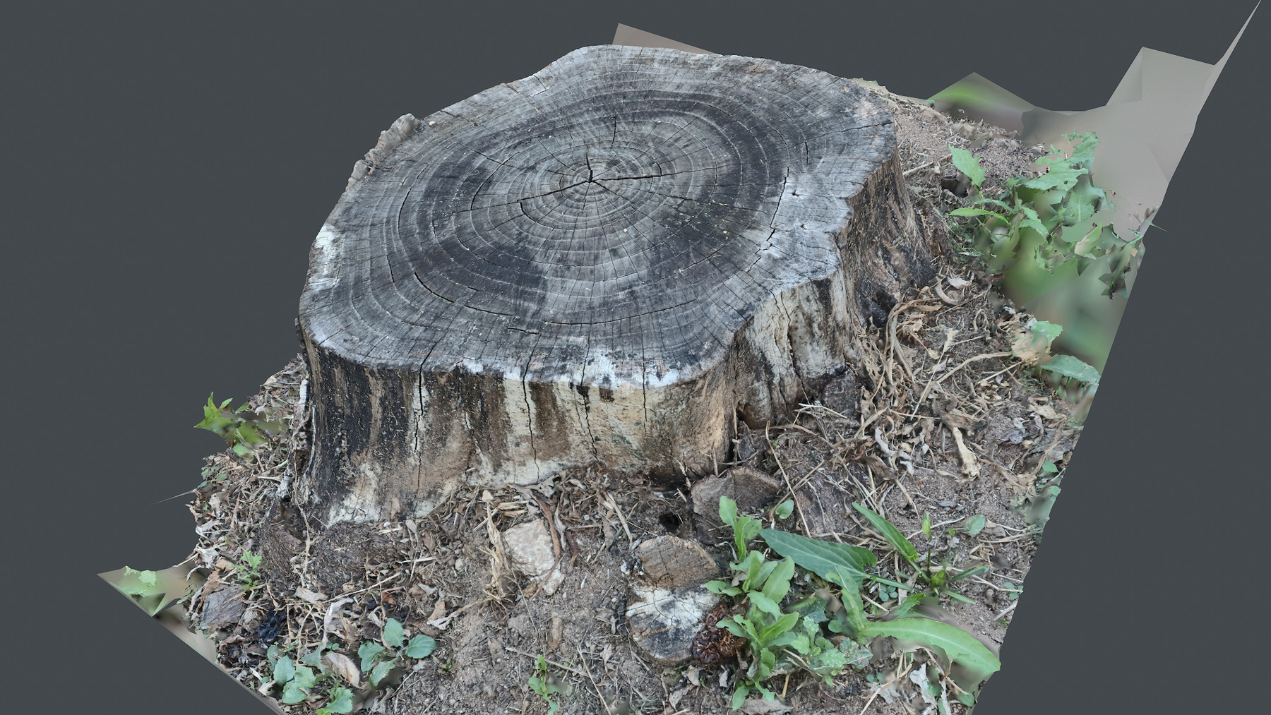 ArtStation - Photoscan_Broken Tree_0004_only HighPoly Mesh (16K Texture ...