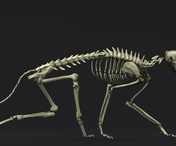 ArtStation - Cat Skeleton | Resources