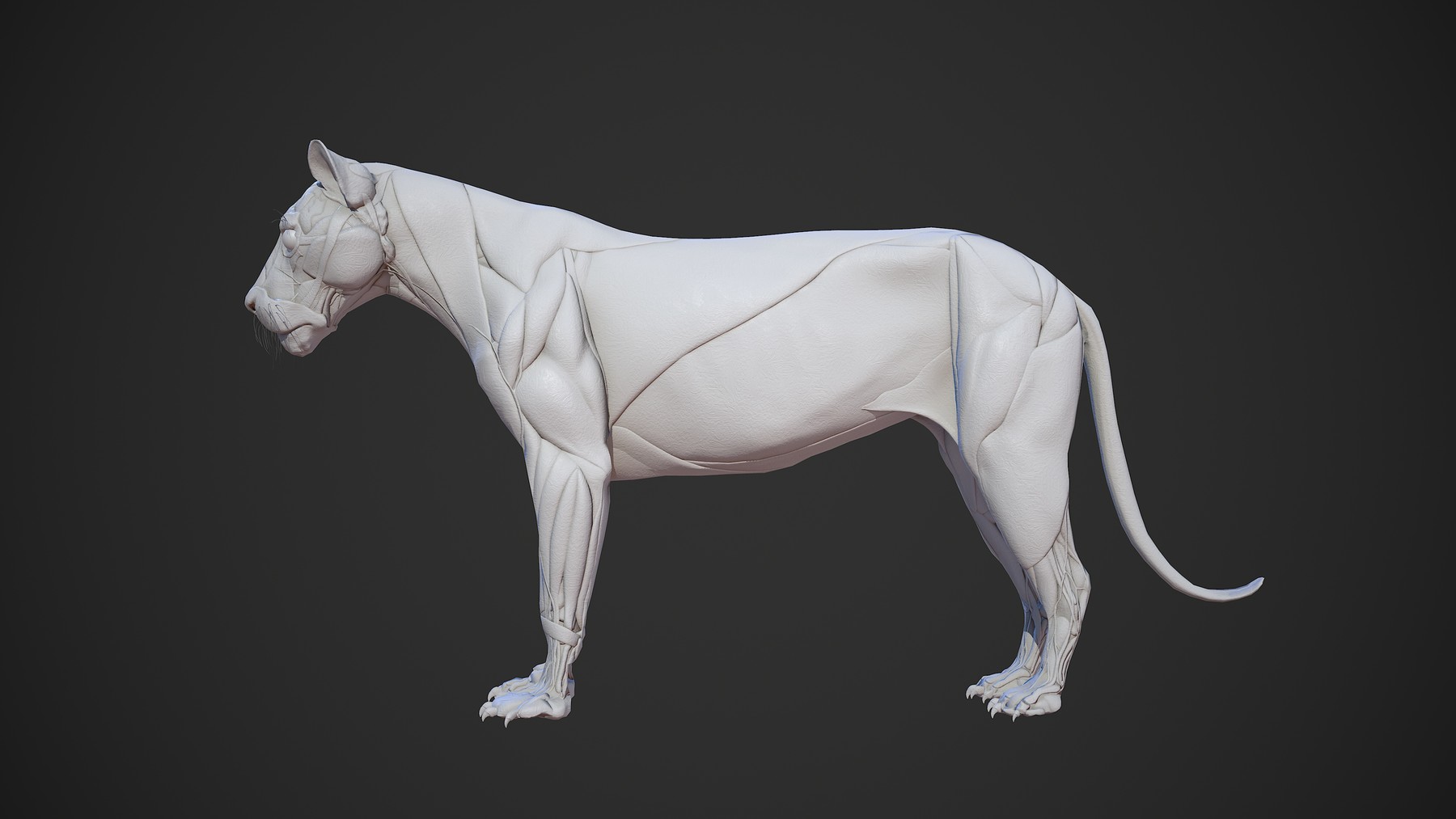 ArtStation - Animals - Lion Anatomy Skin Ecorche | Resources