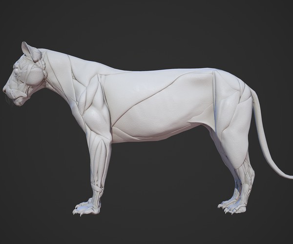 ArtStation - Animals - Lion Anatomy Skin Ecorche | Resources