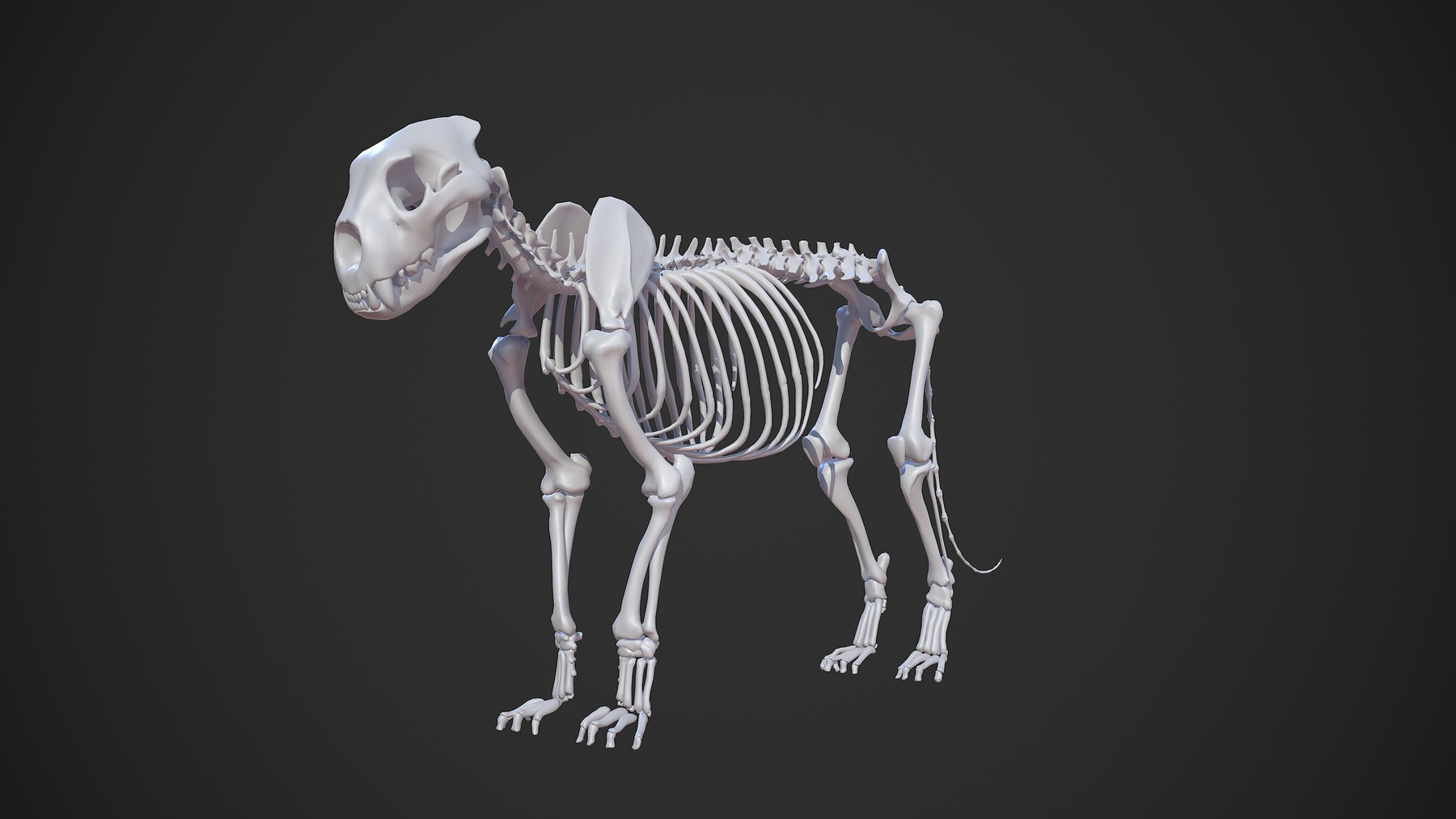 ArtStation - Animals - Lion Anatomy Skin Ecorche | Resources