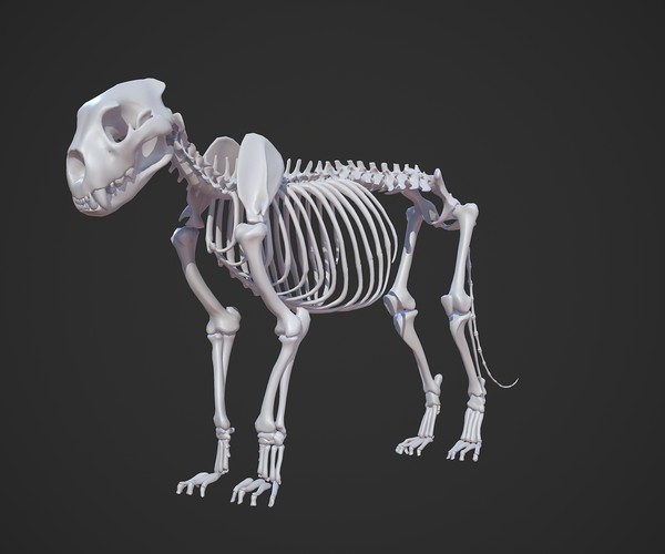 ArtStation - Animals - Lion Anatomy Skin Ecorche | Resources